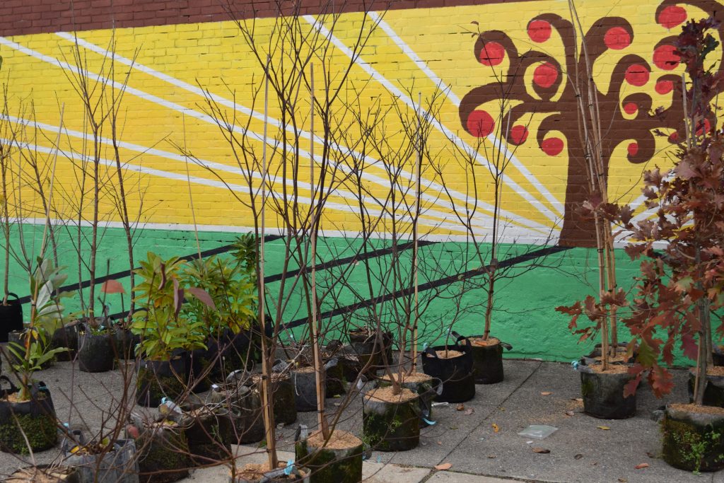 Hunting Park: Esperanza’s Gabriella Gabriel Paez Uses Trees To Connect ...