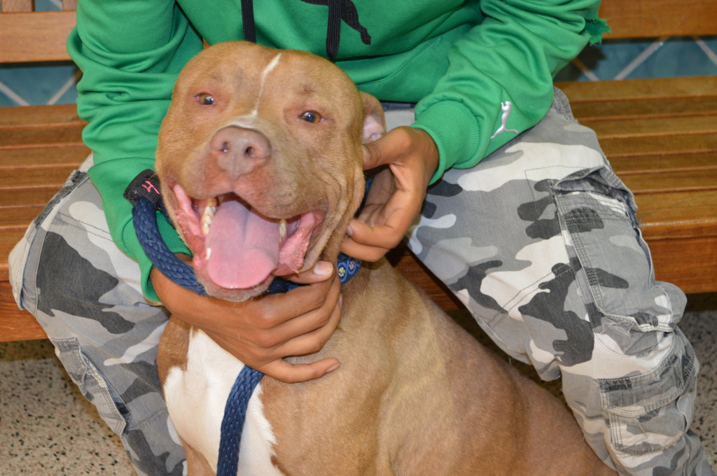 Feltonville: Meet a New Furry Friend - Philadelphia Neighborhoods