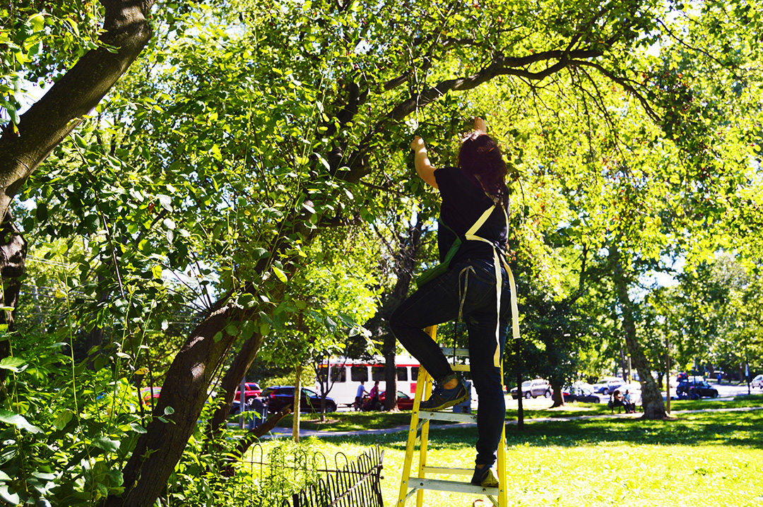 Sustainability: The Philadelphia Orchard Project Provides Fresh Fruit ...