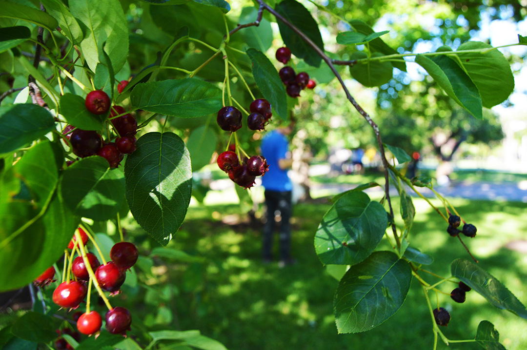 Sustainability: The Philadelphia Orchard Project Provides Fresh Fruit ...