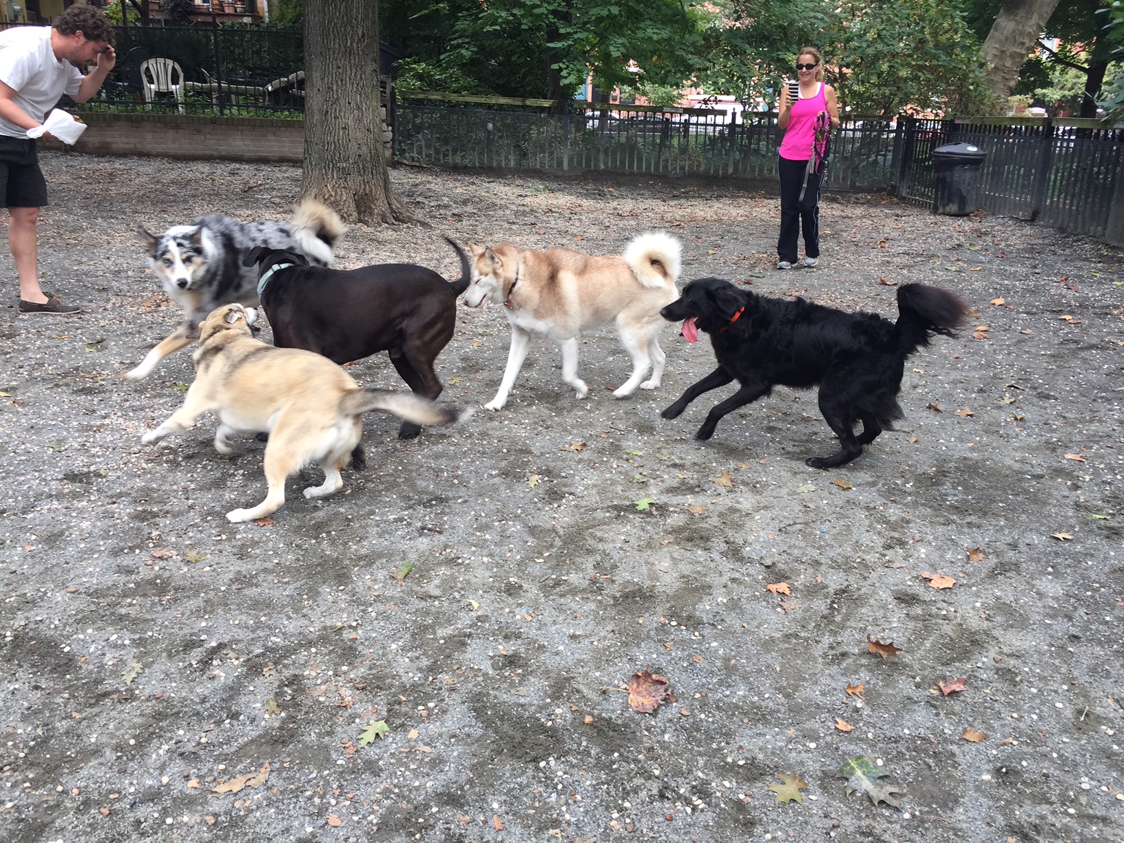 Queen Village: QVK9 Gives Dogs a Social Playground at Mario Lanza Park ...