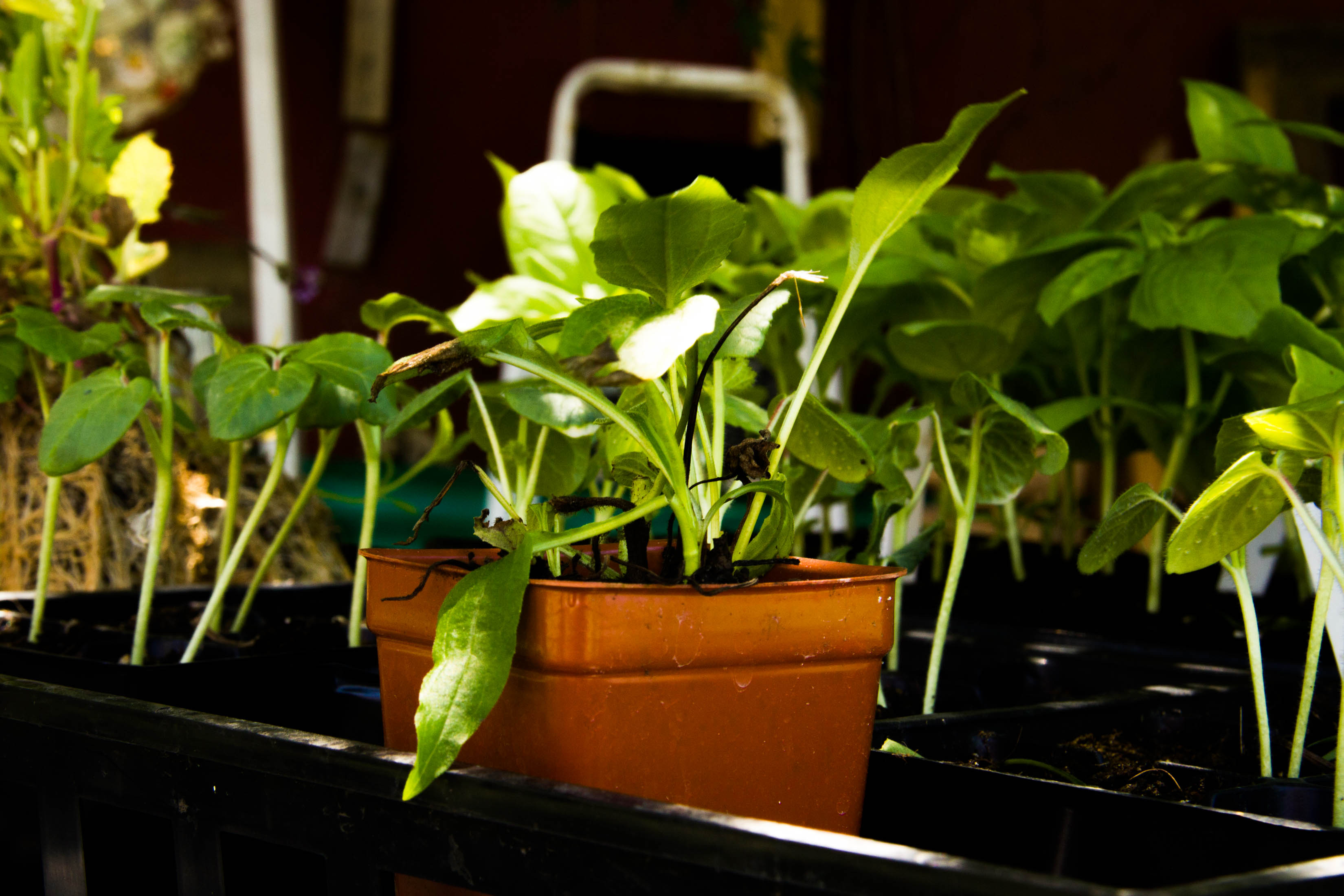 Squirrel Hill: Paradise In Progress Contributes To The Urban Farming ...