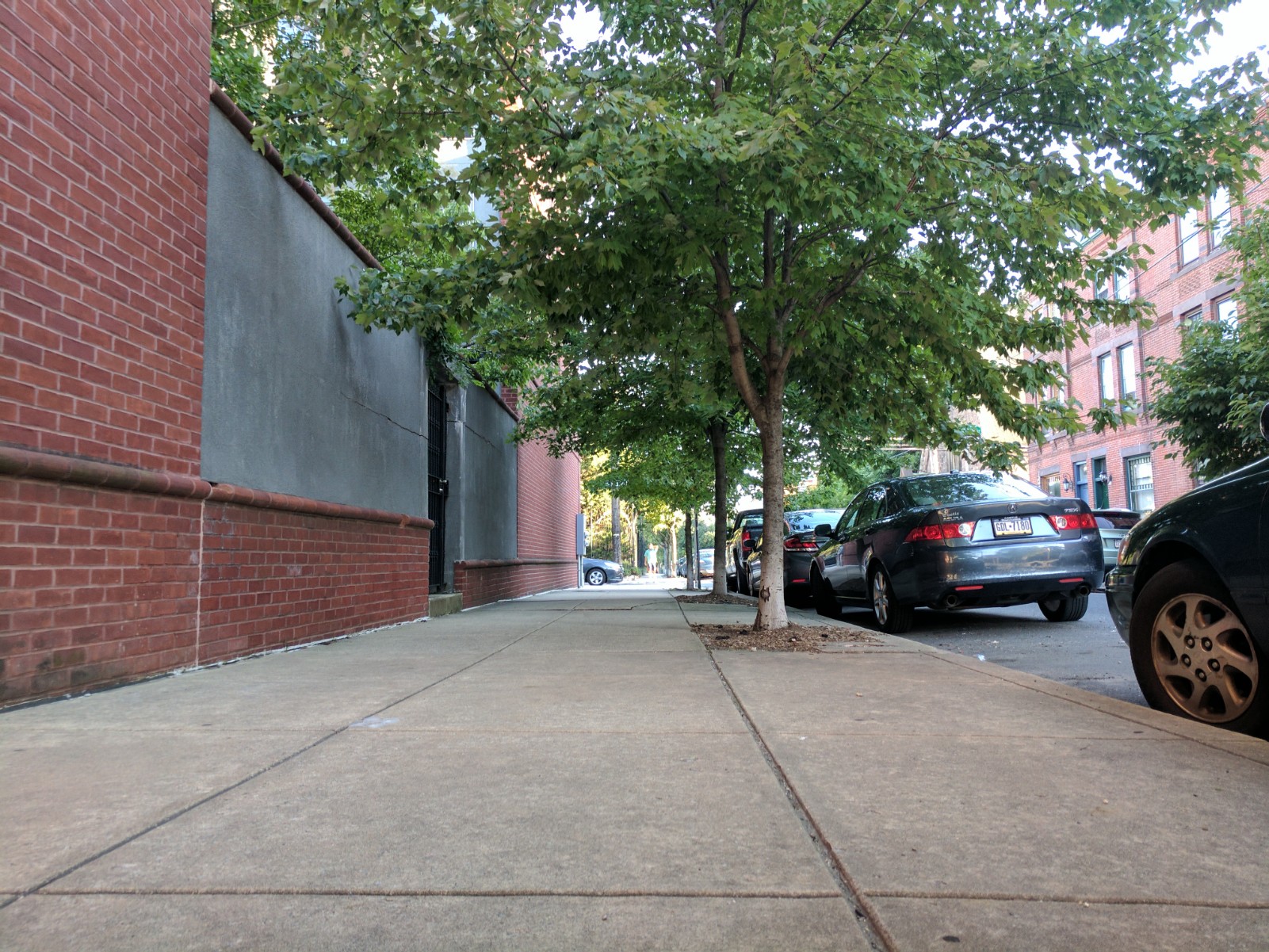 How To: Have A Free Tree Planted - Philadelphia Neighborhoods