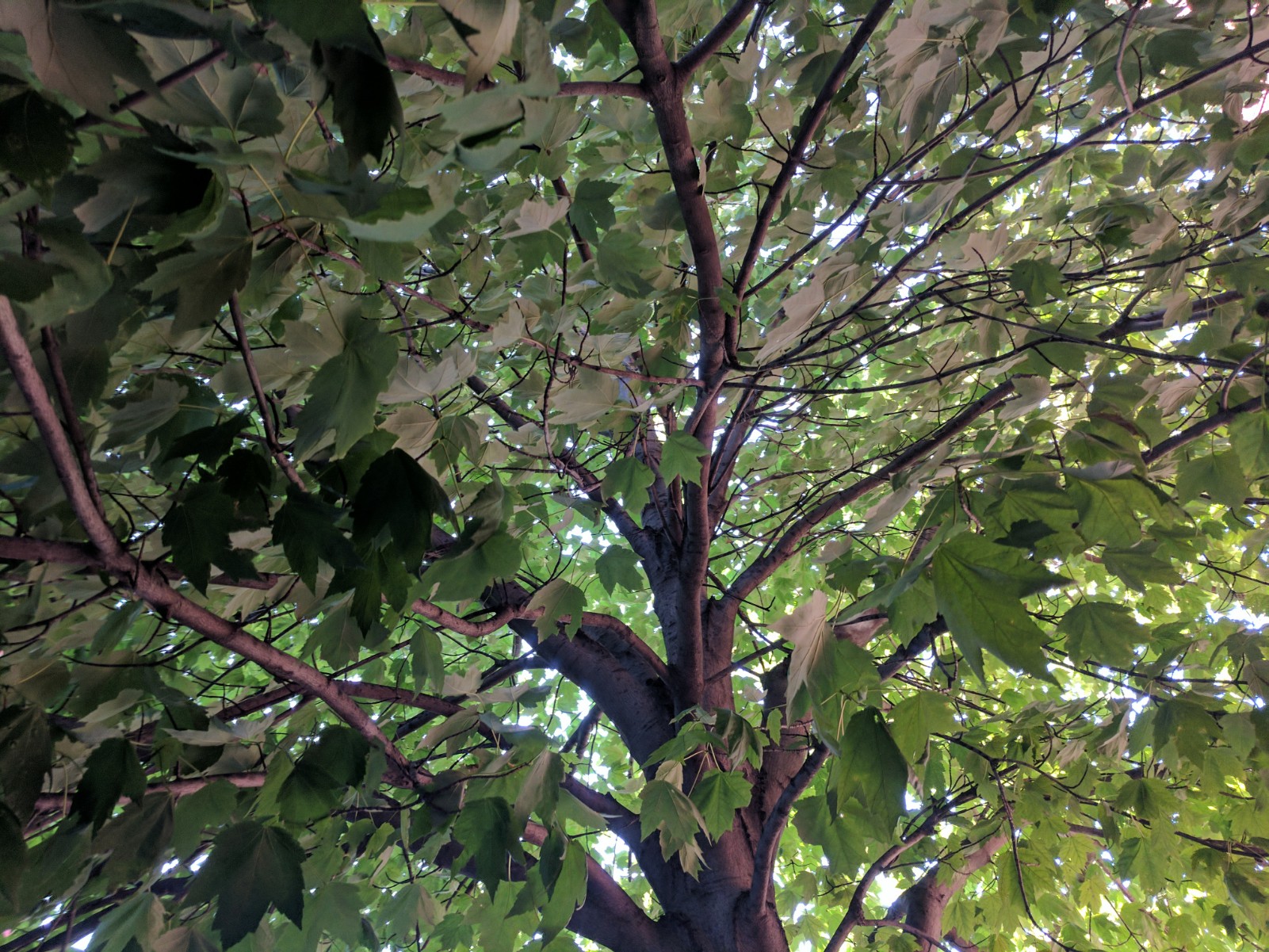 How To: Have A Free Tree Planted - Philadelphia Neighborhoods