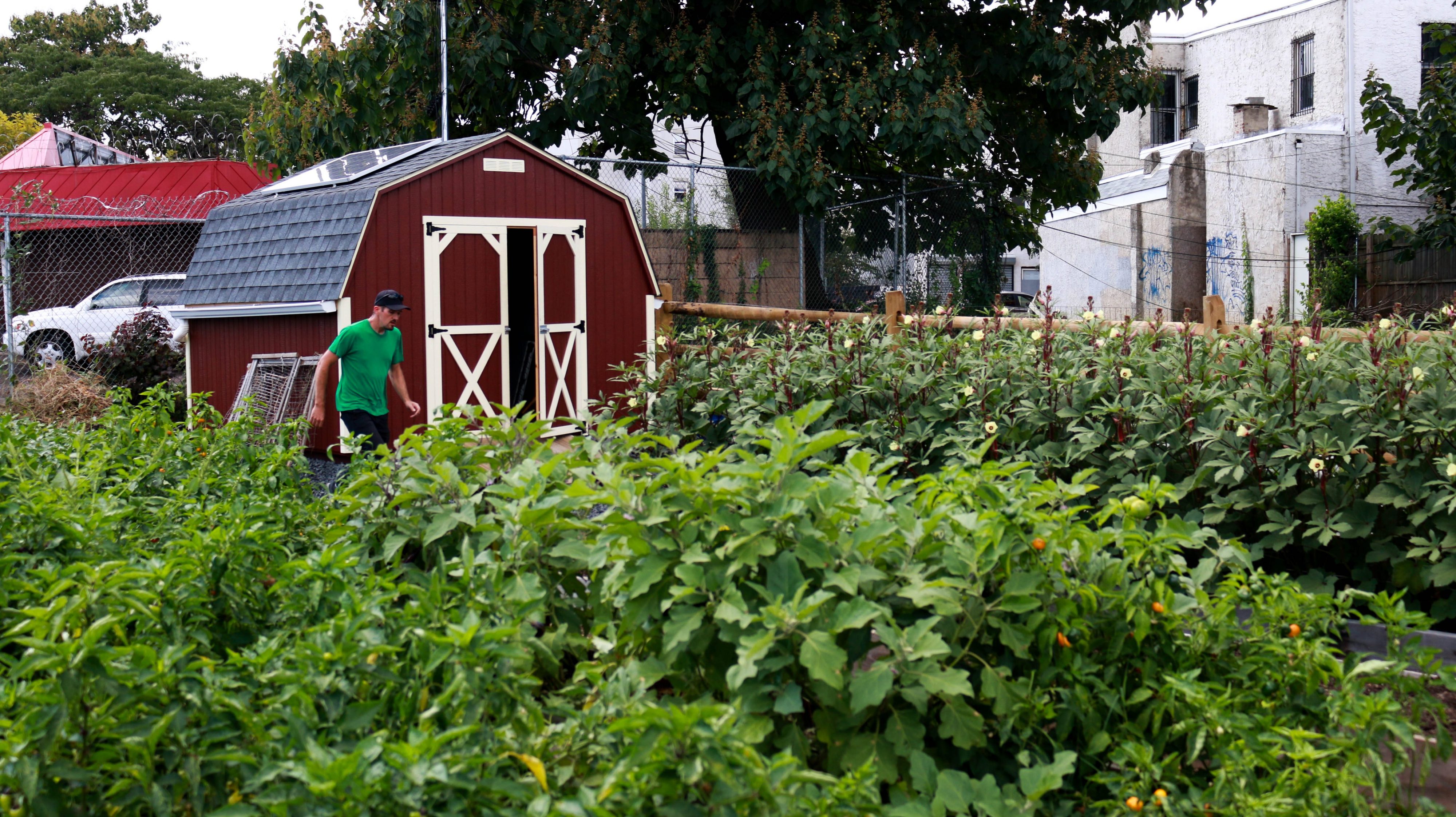 Sharswood: Sanctuary Farm Fights Community Hunger with Urban ...